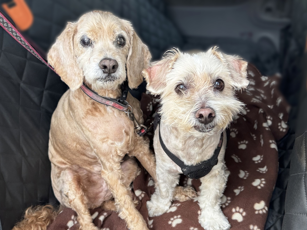 Vote for Diego & Shadow | Irvine Animal Care Center 2025 Photo Fundraiser