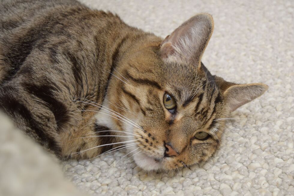 Vote for Sidney | Irvine Animal Care Center 2025 Photo Fundraiser
