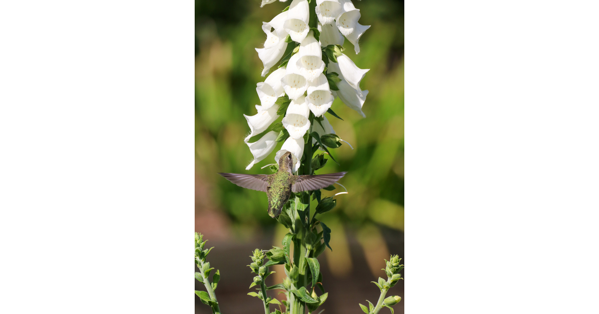 Vote for Hummingbird and Foxglove | Wildlife-in-Focus