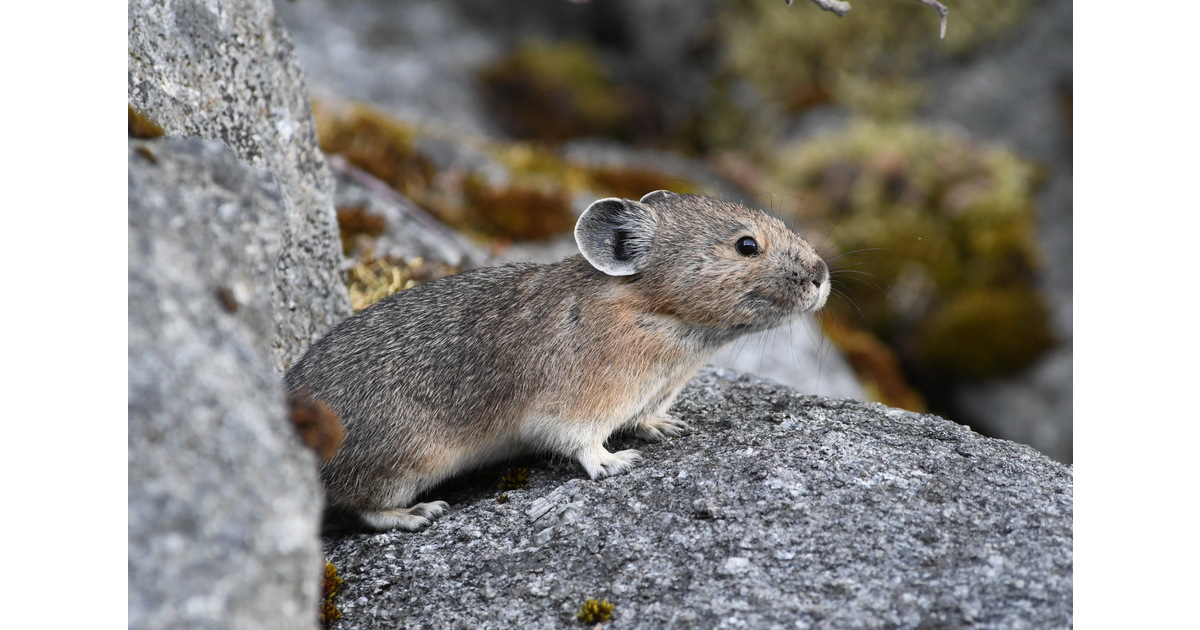 Vote for American Pika | Wildlife-in-Focus