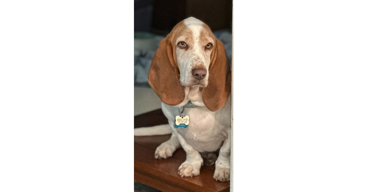 Vote for Whiskey | New England Basset Hound Rescue 2026 Calendar Contest