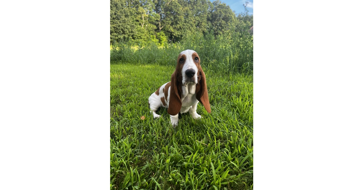 Vote for Arthur | New England Basset Hound Rescue 2026 Calendar Contest