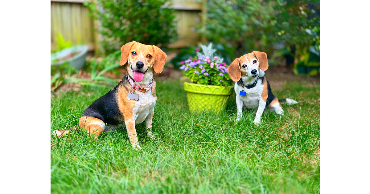Vote for Fred and Willa | 2026 Triangle Beagle Rescue Calendar Contest