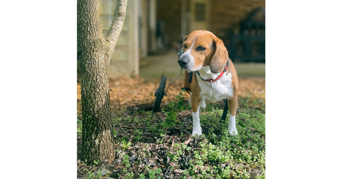Vote for CONWAY! | 2026 Triangle Beagle Rescue Calendar Contest