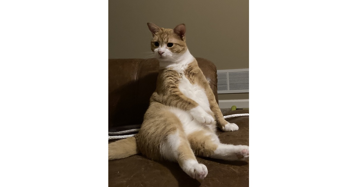 Vote for Leo | 2026 Ruff Start Calendar Contest