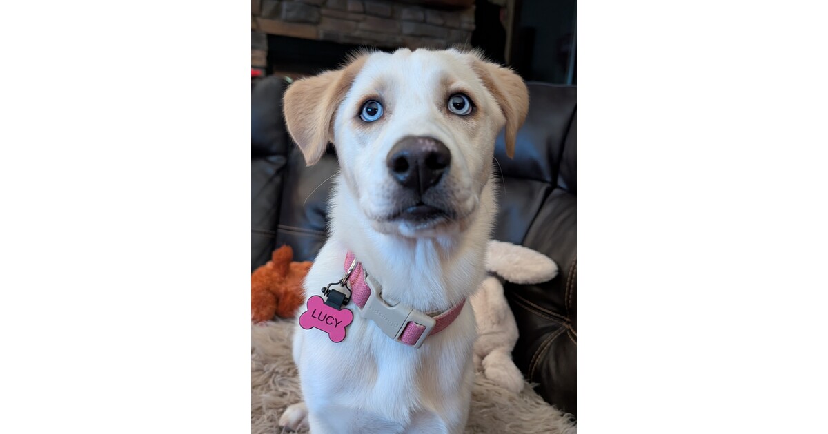 Vote for Lucy | 2026 Ruff Start Calendar Contest