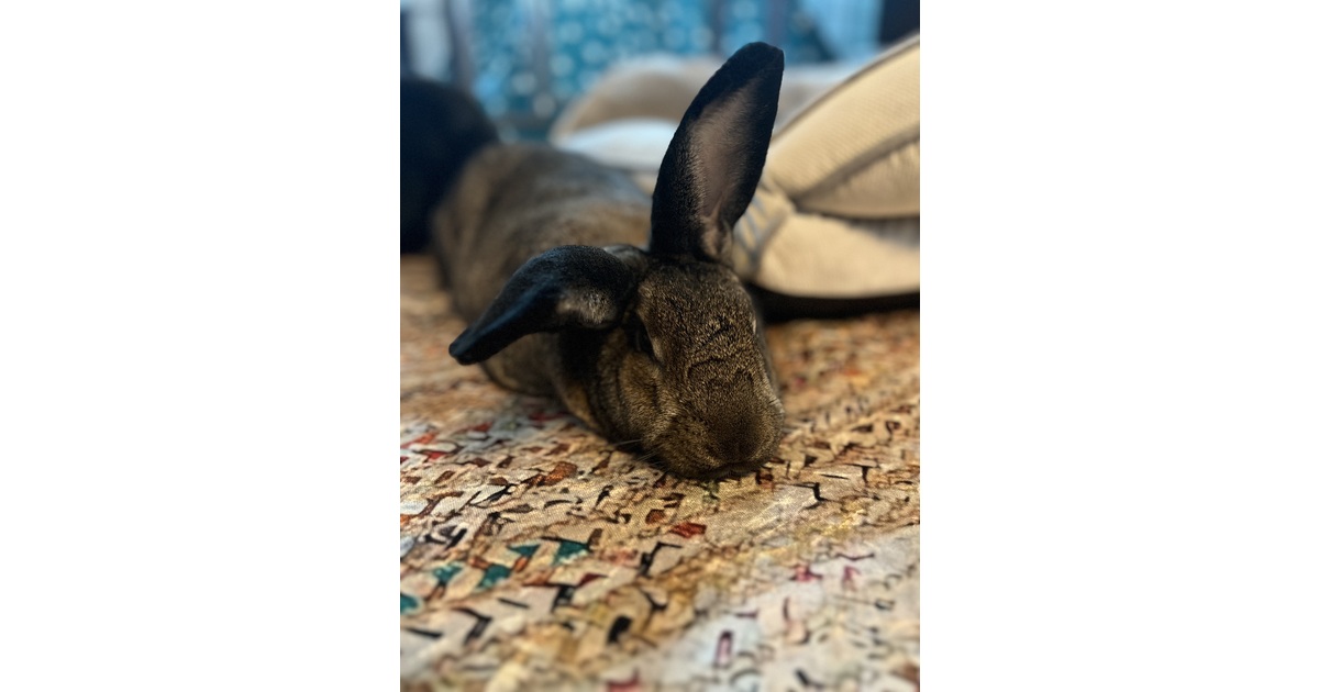 Vote for Lex | Rabbit Rescue of Minnesota 2026 Calendar Photo Contest