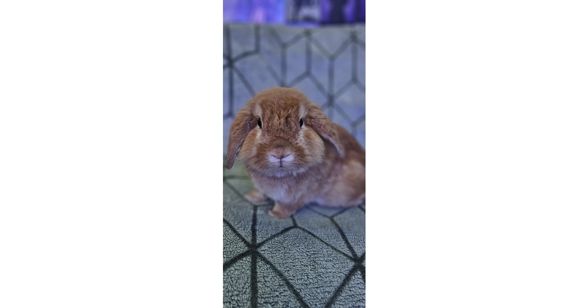 Vote for Butterscotch | Rabbit Rescue of Minnesota 2026 Calendar Photo ...