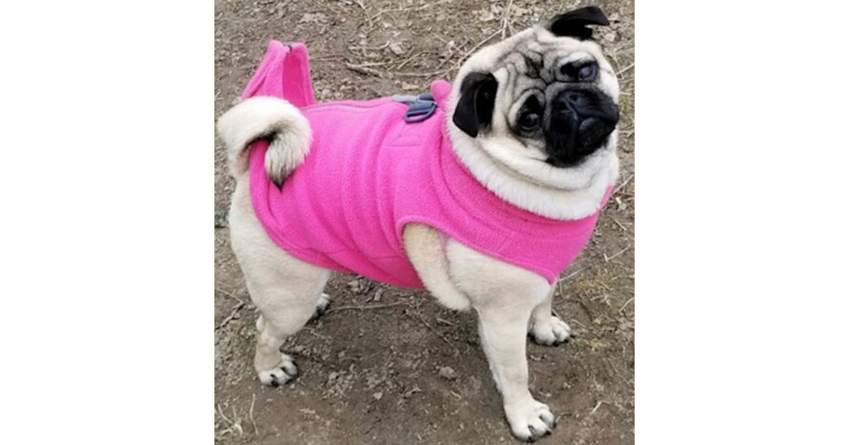 Vote for Lucy | Pug Rescue of New England 2026 Calendar Contest