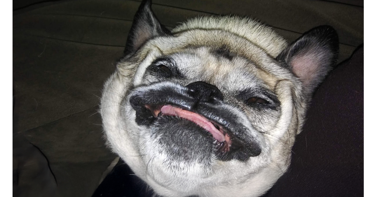 Vote for Bud the Adventure Pug | Pug Rescue of New England 2026 ...