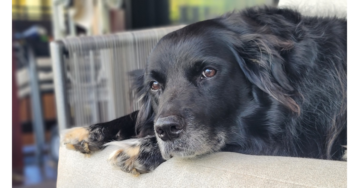 Vote for Toby Montgomery | Kaua’i Humane Society 2026 Photo Fundraiser ...