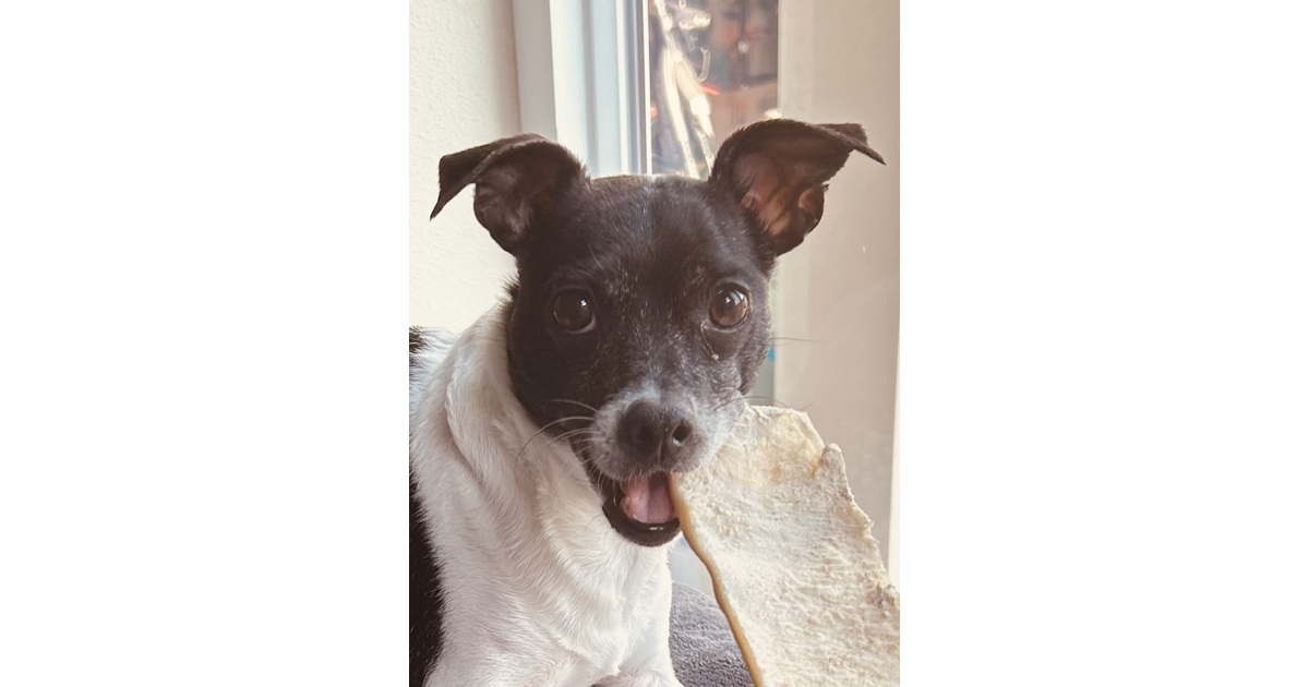 Vote for Lilo Grove | Kaua’i Humane Society 2026 Photo Fundraiser & Pet ...