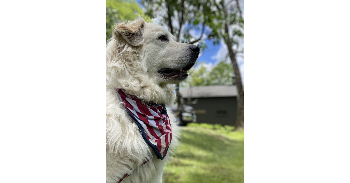 Vote for Rayne | Northeast Pyr Rescue 2026 Pyrfect Pictures Calendar ...
