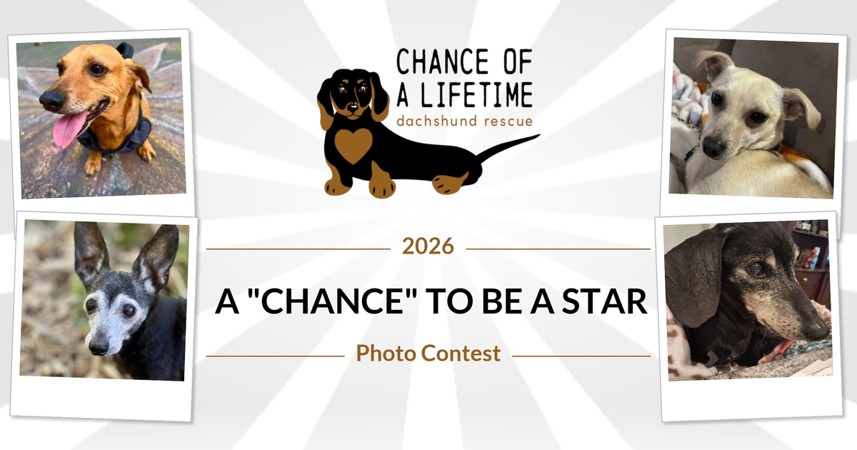 Chance of a Lifetime Dachshund Rescue | A “Chance” to be a Star