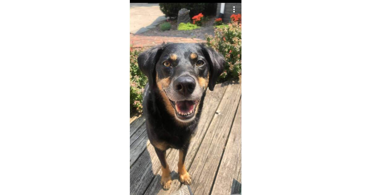 Vote for Hazel | Paws for the Cause Pet Photo Contest