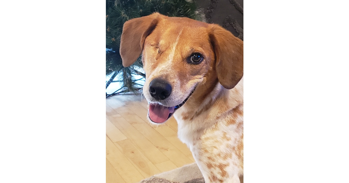 Vote for Tigh | Paws for the Cause Pet Photo Contest