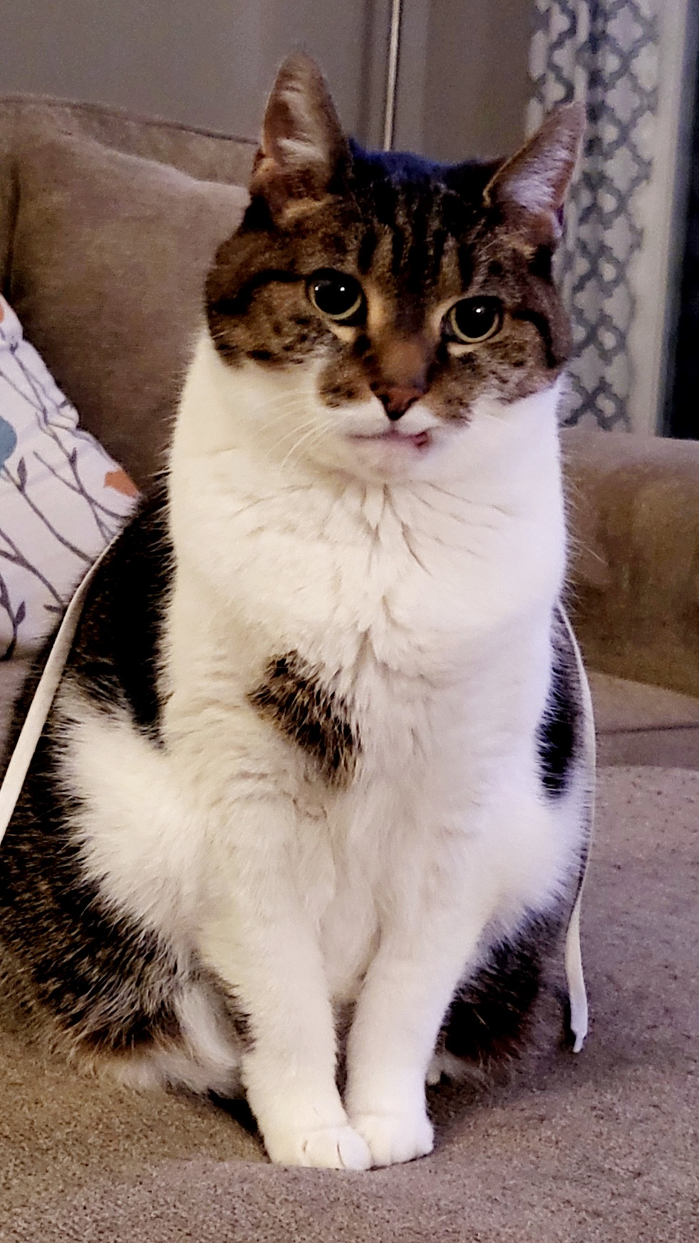 Vote for Smooches Obuch | Paws for the Cause Pet Photo Contest