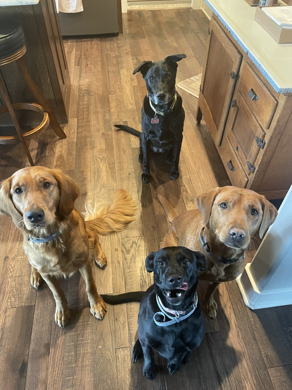 Vote for June Dog_Ellie Mae_Ruby Lynn_Nala Jolene | Paws for the Cause ...