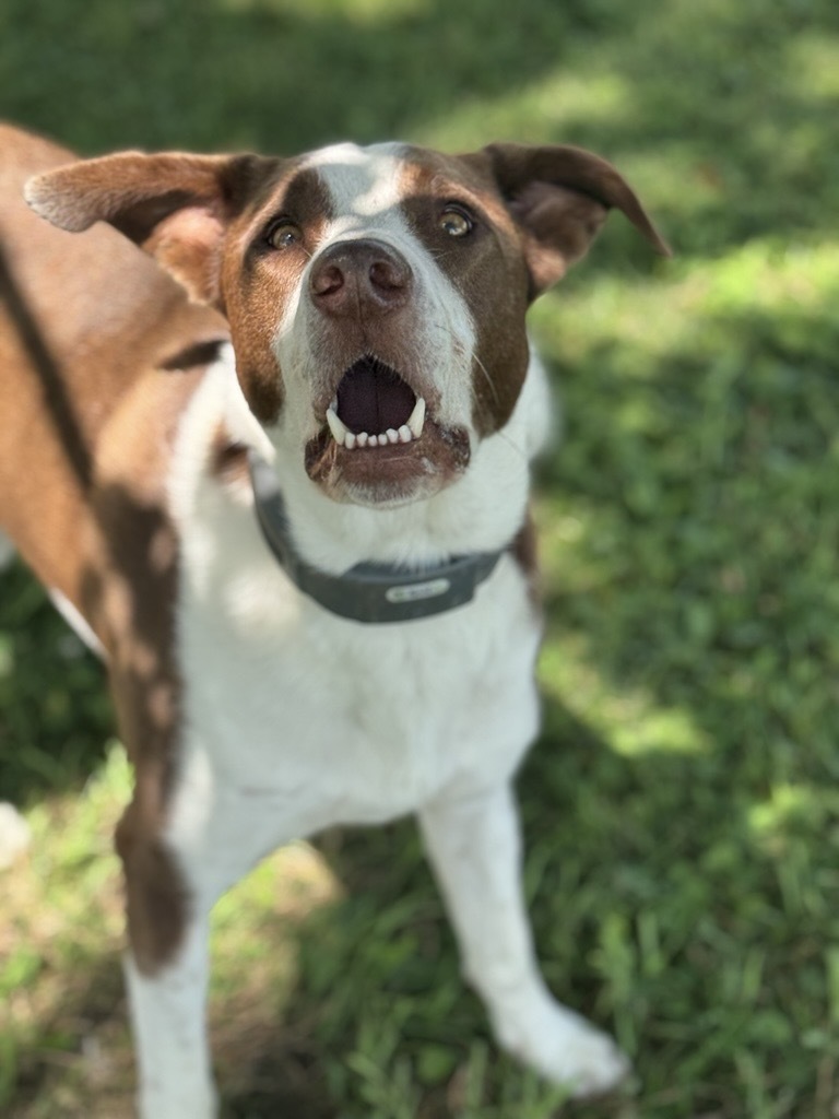 Vote for Reginald | Paws for the Cause Pet Photo Contest