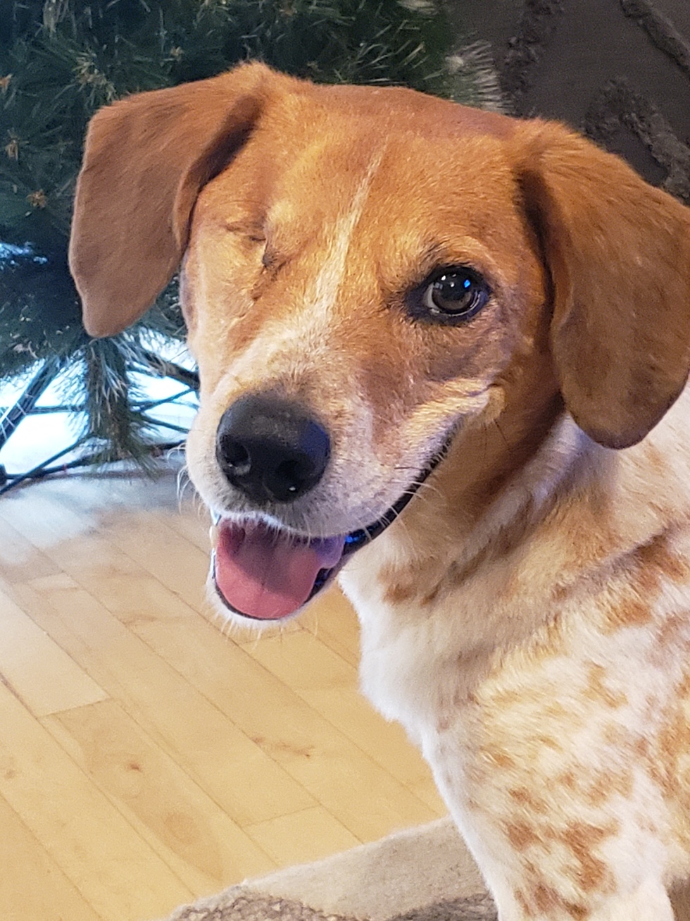 Vote for Tigh | Paws for the Cause Pet Photo Contest