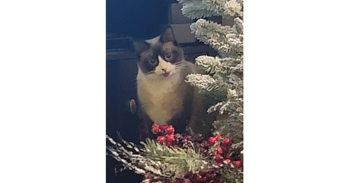 Vote for Noel | Clinton County SPCA Photo Calendar Contest