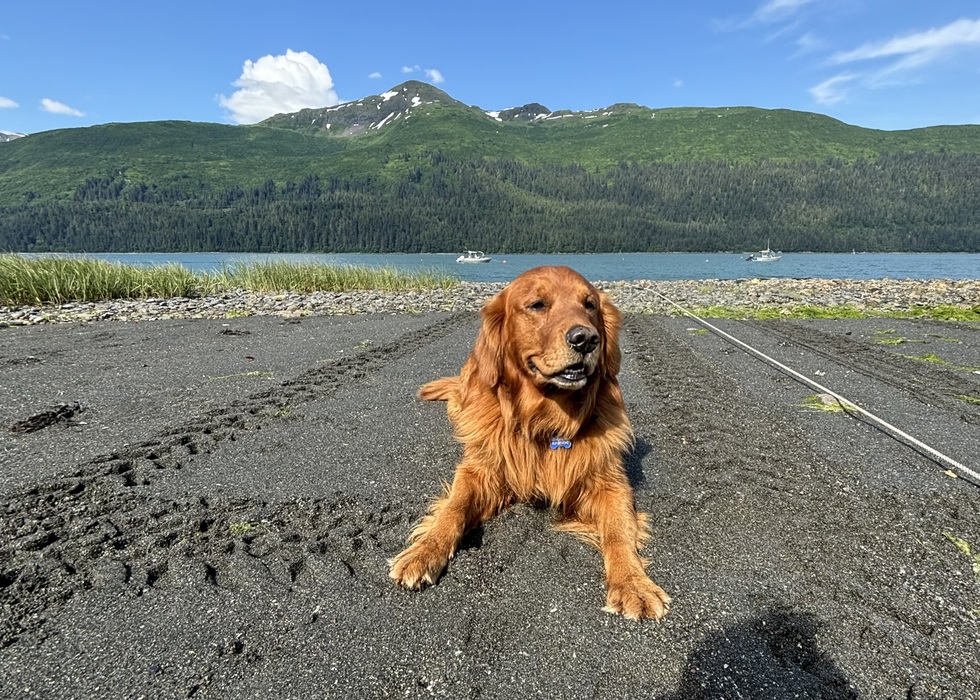 Vote for Montana | Juneau Animal Rescue Alaska Pets Photo & Calendar ...