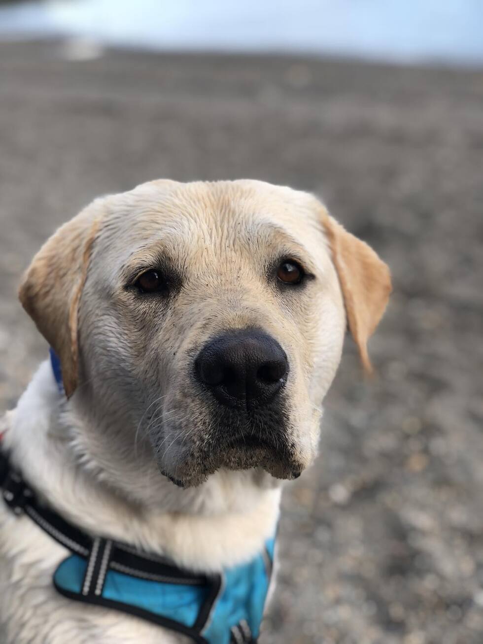 Vote for Herbie | Juneau Animal Rescue Alaska Pets Photo & Calendar Contest