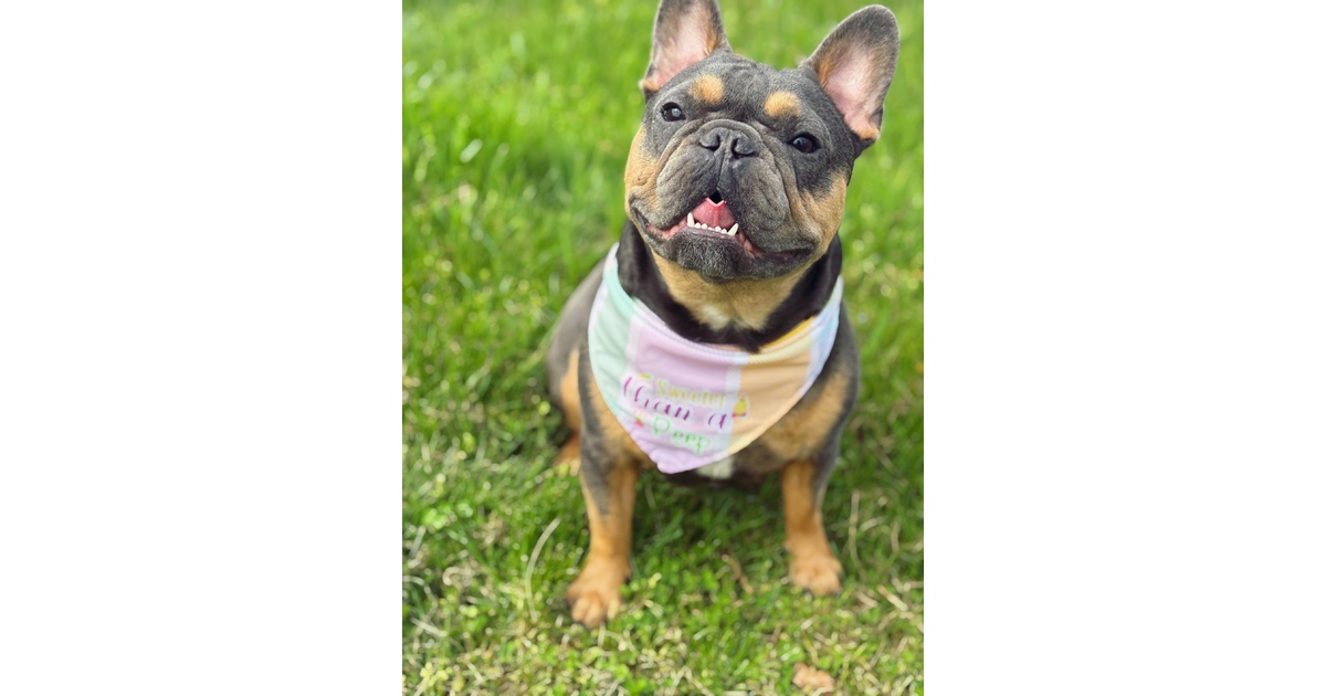 Vote for Rory | 2nd Annual Dog Days of Summer Photo Contest
