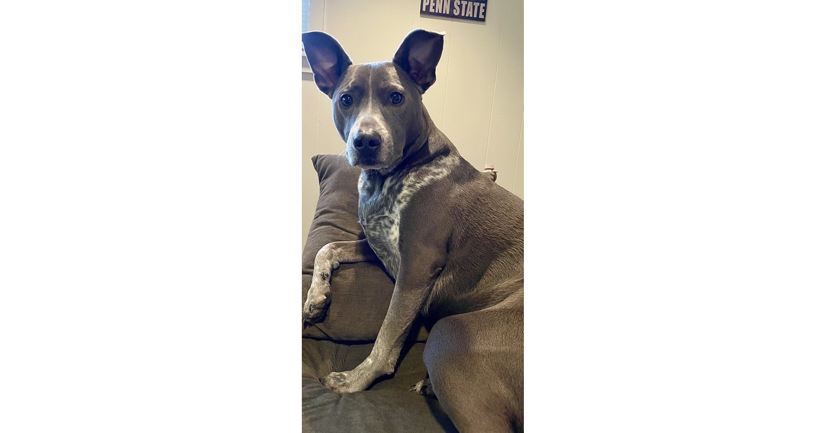 Vote for Franklin | 2nd Annual Dog Days of Summer Photo Contest