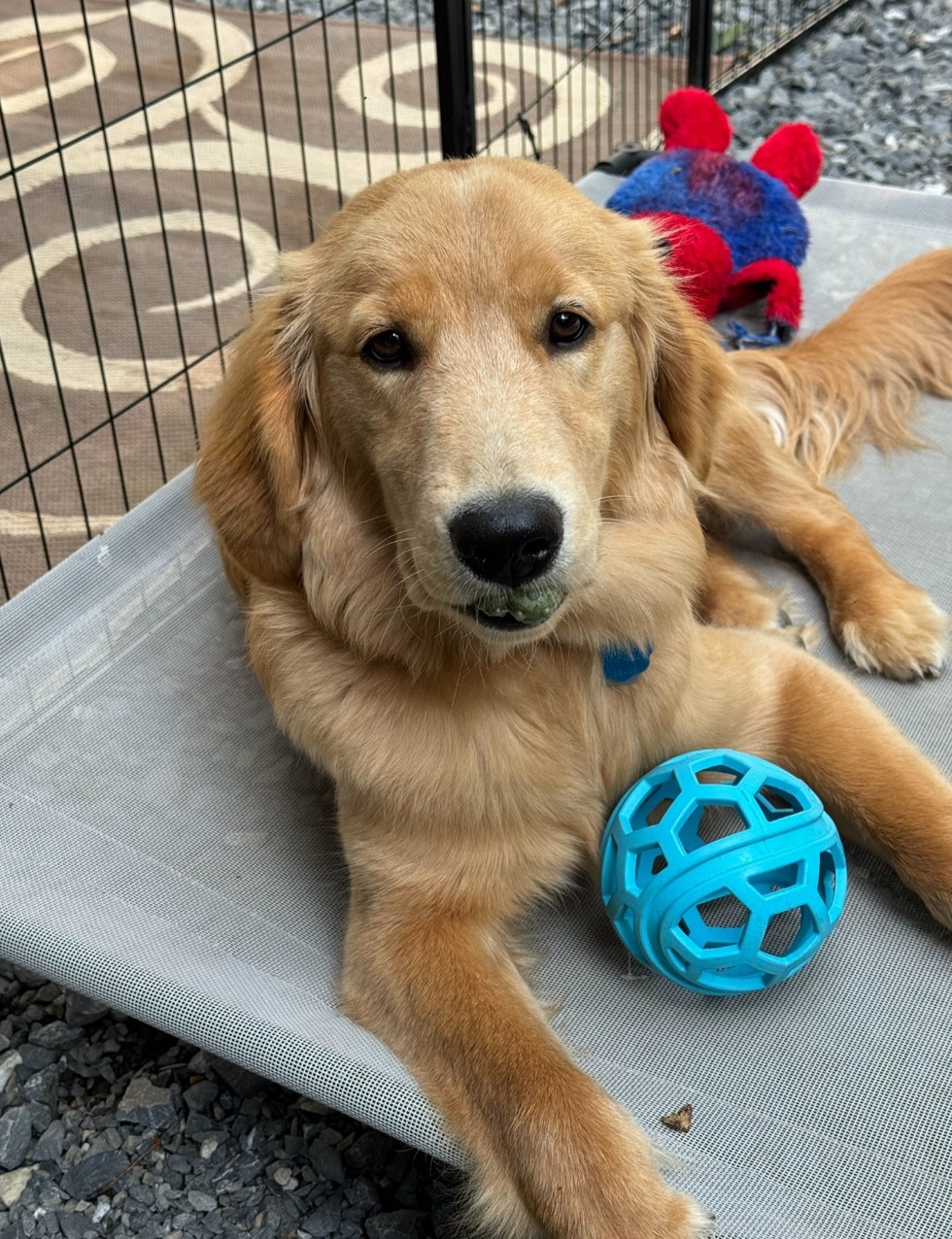 Vote for Freya | 2nd Annual Dog Days of Summer Photo Contest