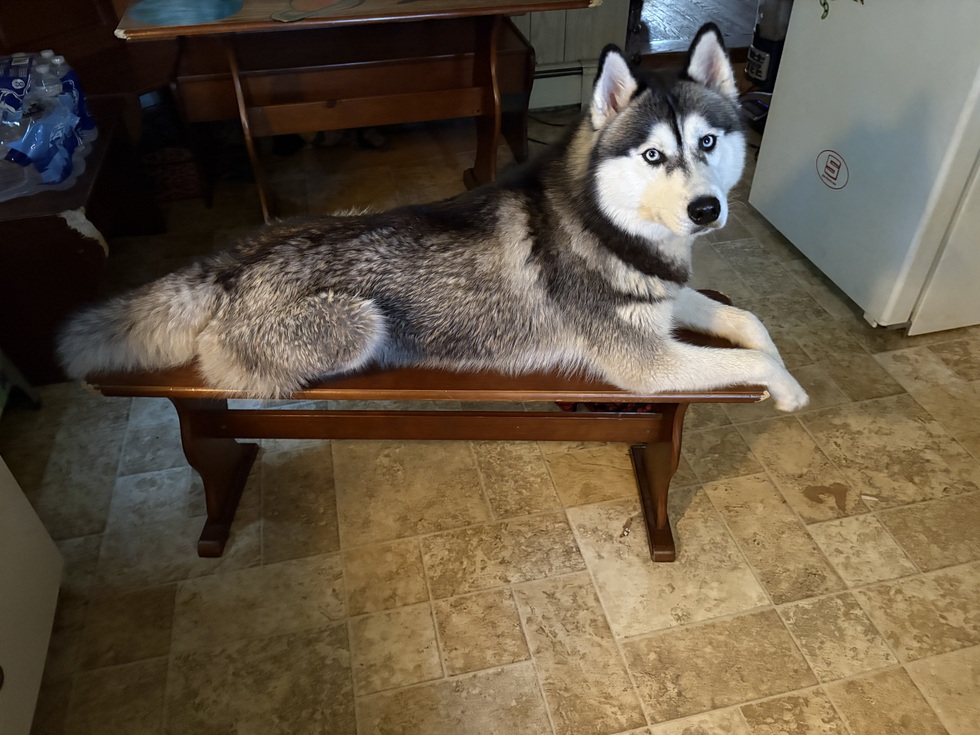 Vote for Lager Lou | 2nd Annual Dog Days of Summer Photo Contest