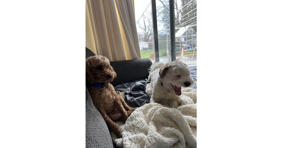 Vote for Brownie and Freeway | Como Lake Bark Park Annual Calendar ...