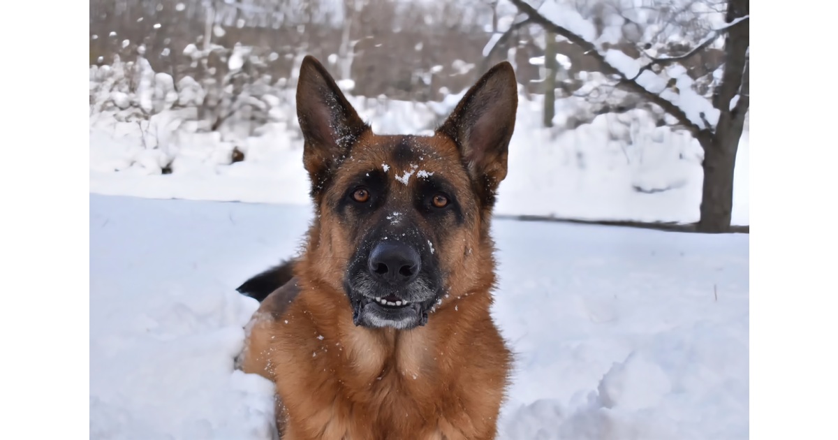 Vote for Odin | Como Lake Bark Park Annual Calendar Photo Contest