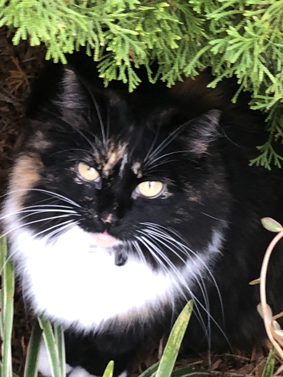 Vote for Kit Kat | Adopt Me! Bluegrass Pet Rescue 2026 Pet Photo ...