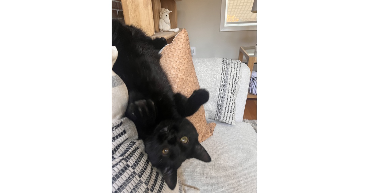 Vote for Monte | Make Me Laugh Pet Photo Contest