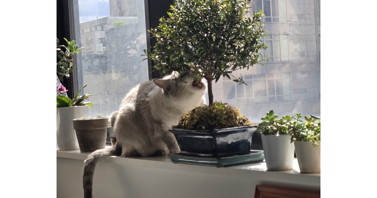 Vote for Nala the Senior Siamese Bideawee Alum! | Make Me Laugh Pet ...