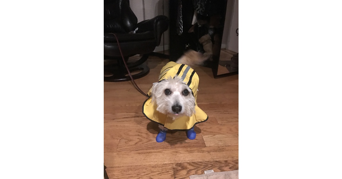 Vote for Lilly | Make Me Laugh Pet Photo Contest