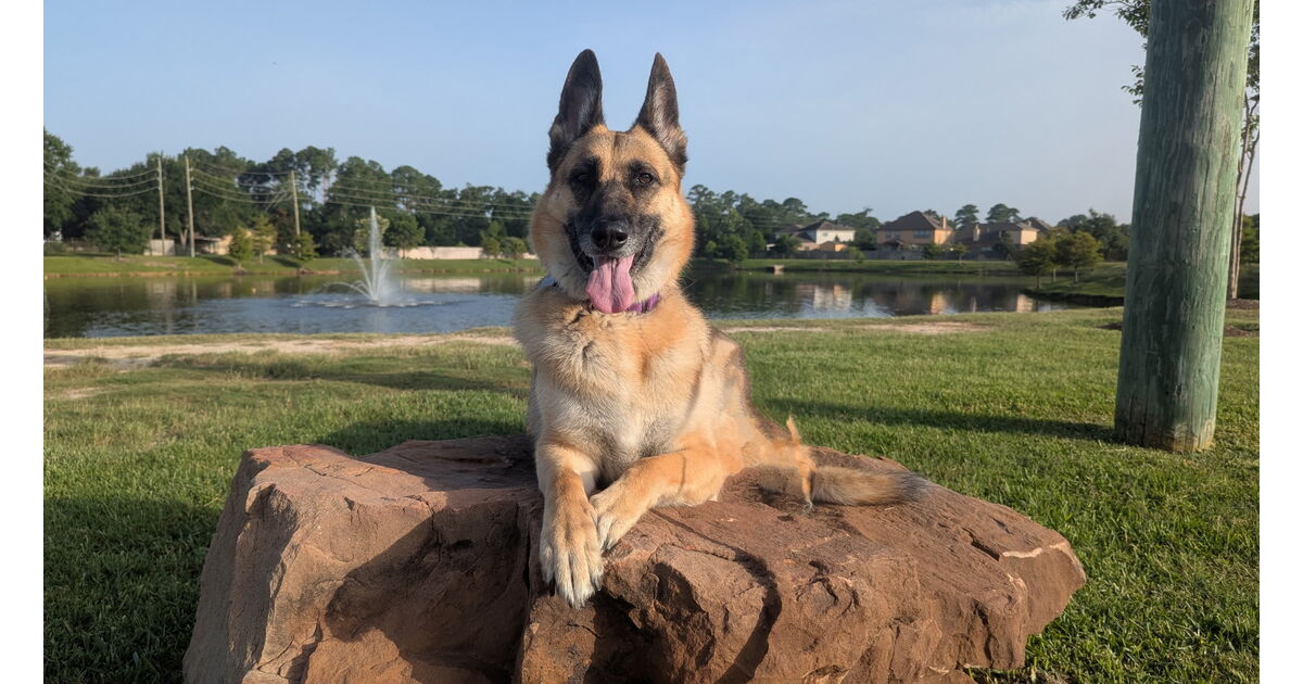 Vote for Lilo | GHGSDR 2026 Calendar Contest