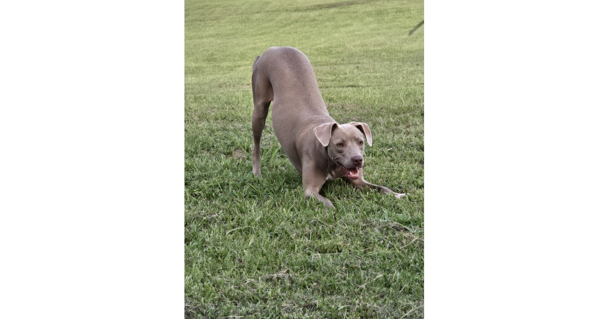 Vote for Joy | Pawsitive Impact Photo Contest