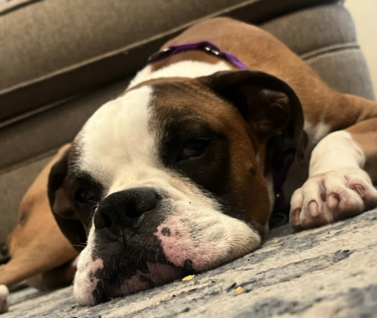 Reserve That Special Day! | Houston Boxer Rescue | Wigglebutts & Underbites