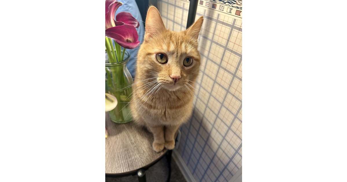 Vote for Simon | Pin-Up Paws - Venango County Humane Society Pet Photo ...