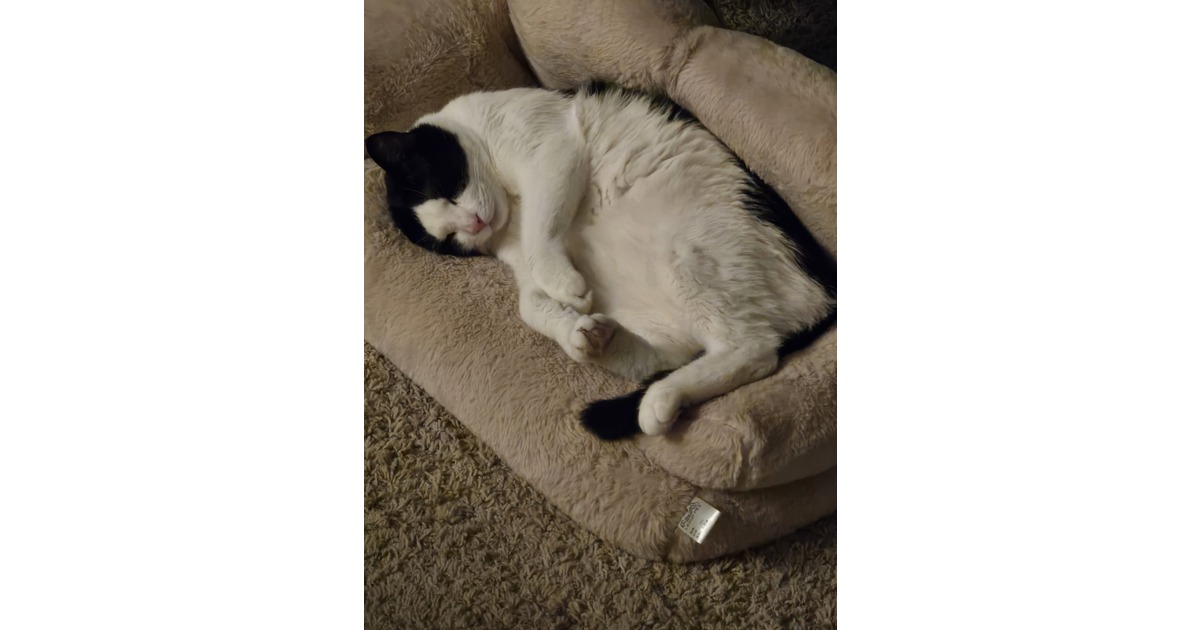 Vote for Hawkeye | Pin-Up Paws - Venango County Humane Society Pet ...