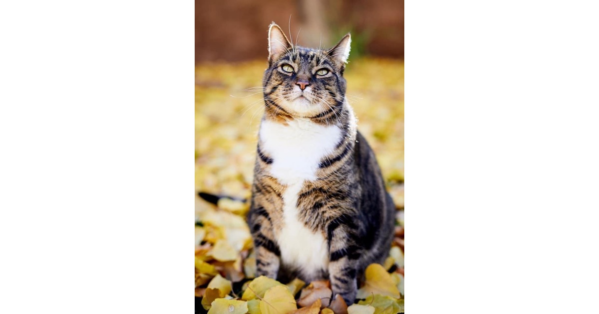 Vote for Bucky Katt | 2026 Euclid Beach Cat Project Calendar Contest