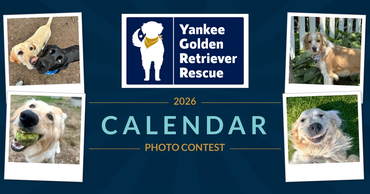 Yankee Golden Retriever Rescue | Yankee Golden Retriever Rescue 2026 ...