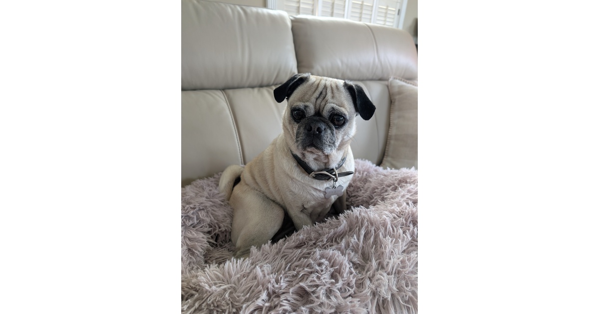 Vote for Annie | TPPR Calendar Photo Contest
