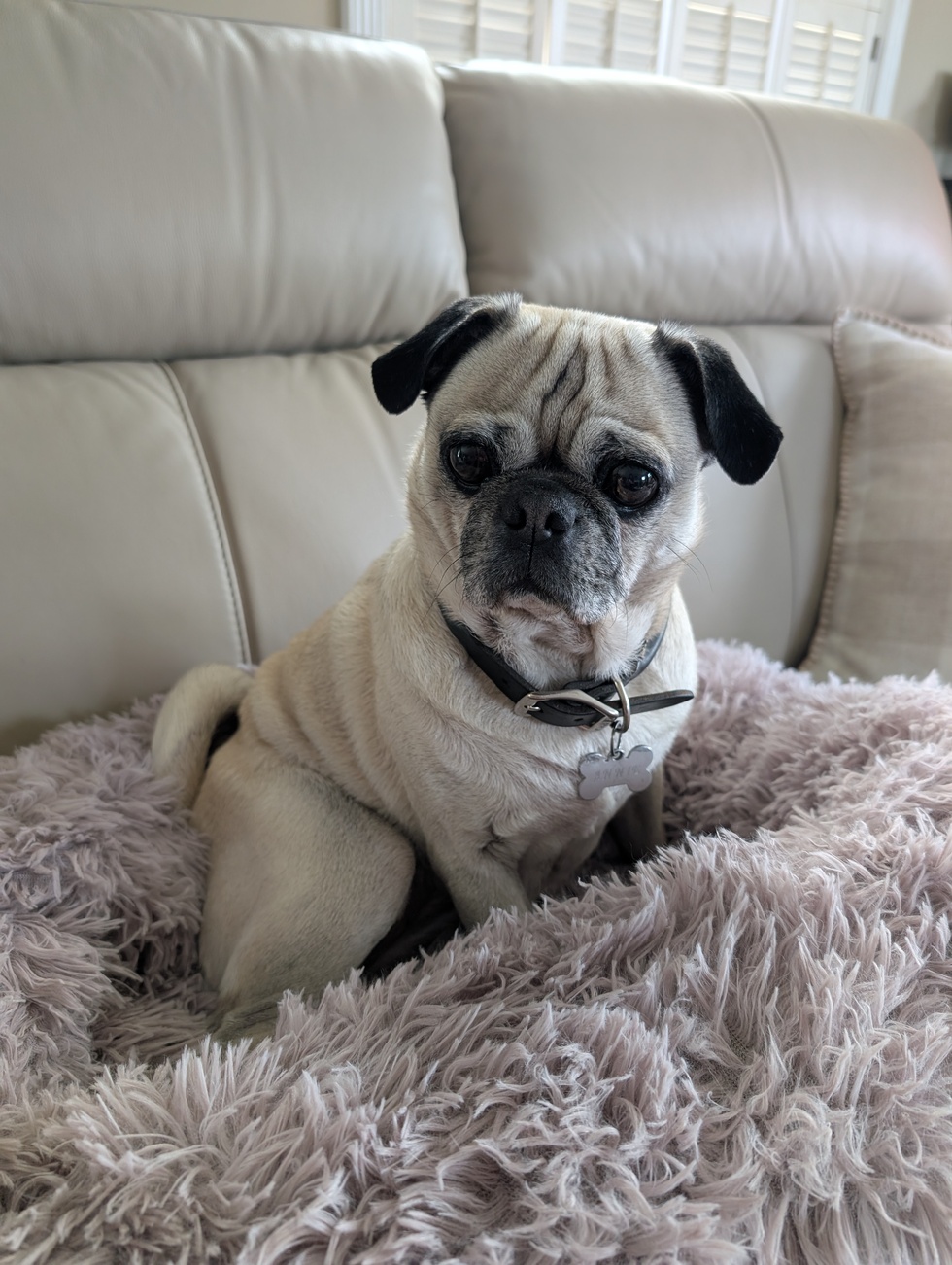 Vote for Annie | TPPR Calendar Photo Contest