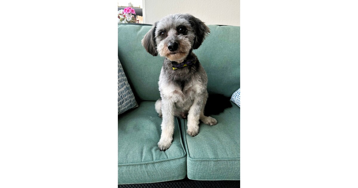 Vote for Monty | 5th Annual Best In Rescue