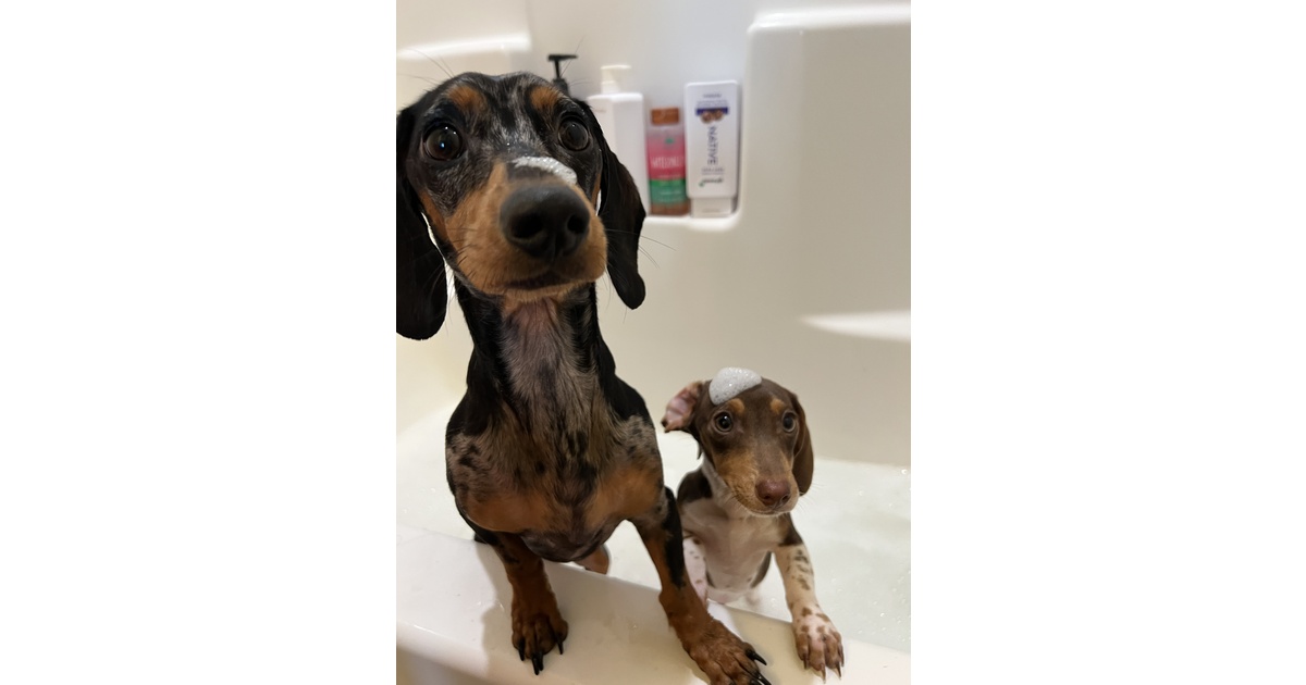 Vote for Gus and Rex | 2026 Dachshund Rescue South Florida Calendar Contest