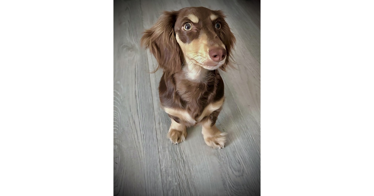 Vote for Acorn | 2026 Dachshund Rescue South Florida Calendar Contest