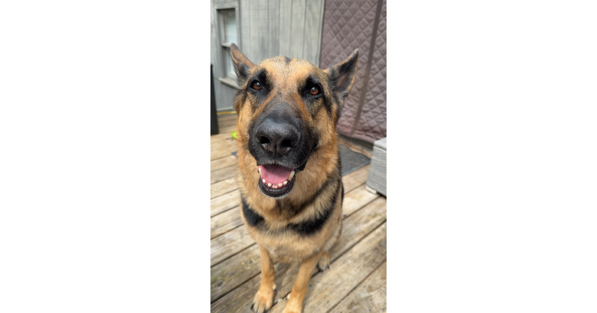 Vote for Odin | Paws & Pints